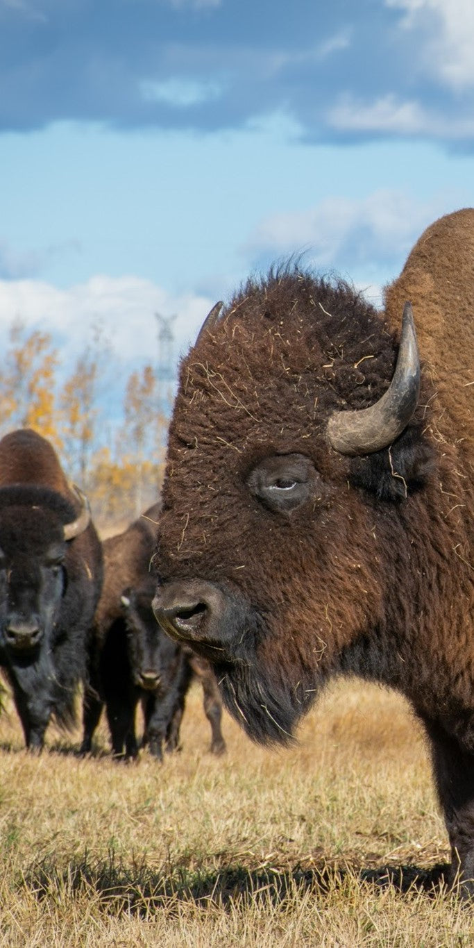 O'Canada Bison Wool Co Purveyors of North American Bison Fiber Apparel