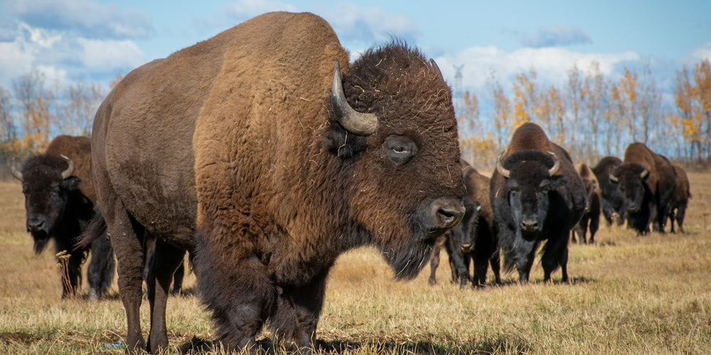 O'Canada Bison Wool Co Purveyors of North American Bison Fiber Apparel